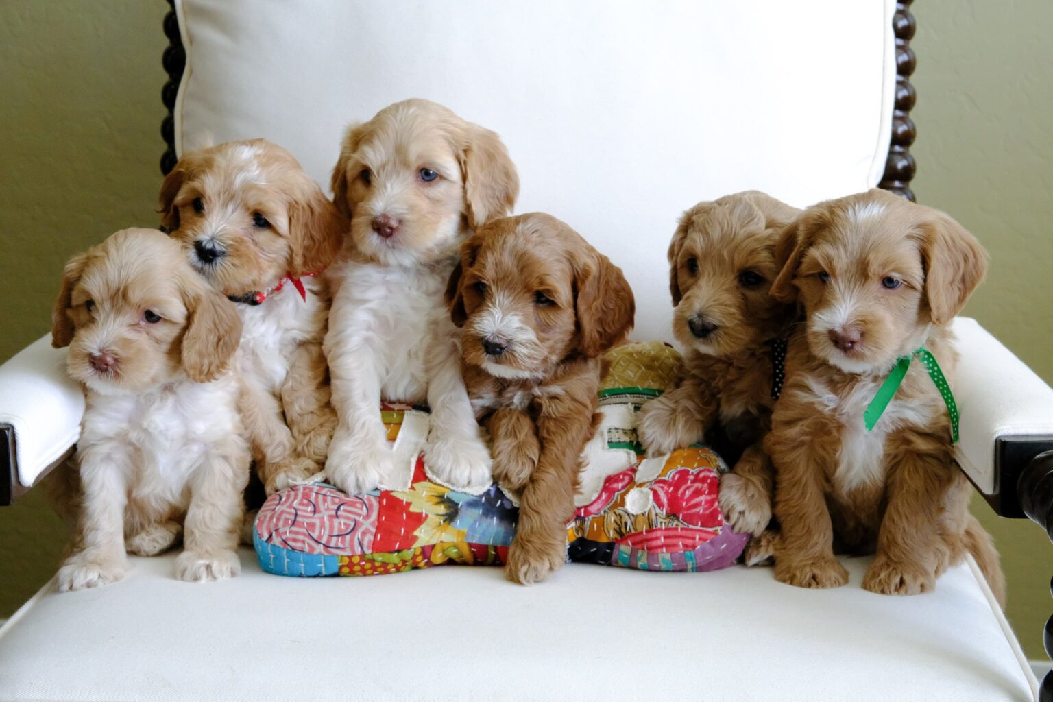 Home - LABRADOR & GOLDEN RETRIEVER CHAMPANIONS